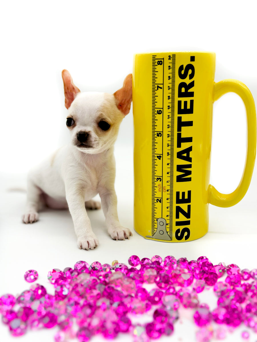 Sofia SC Doll Girl – Beverly Hills Chihuahuas