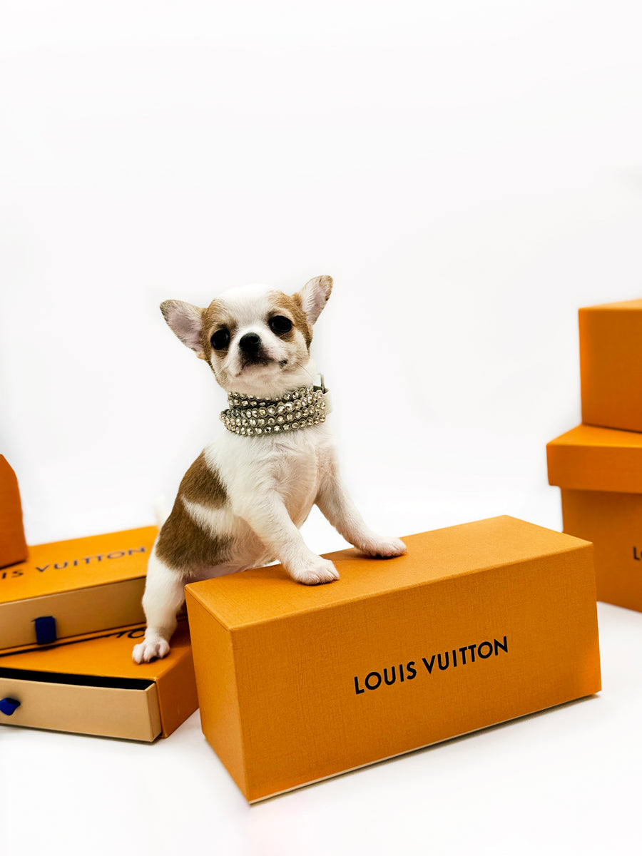 Coco Micro SC Girl – Beverly Hills Chihuahuas