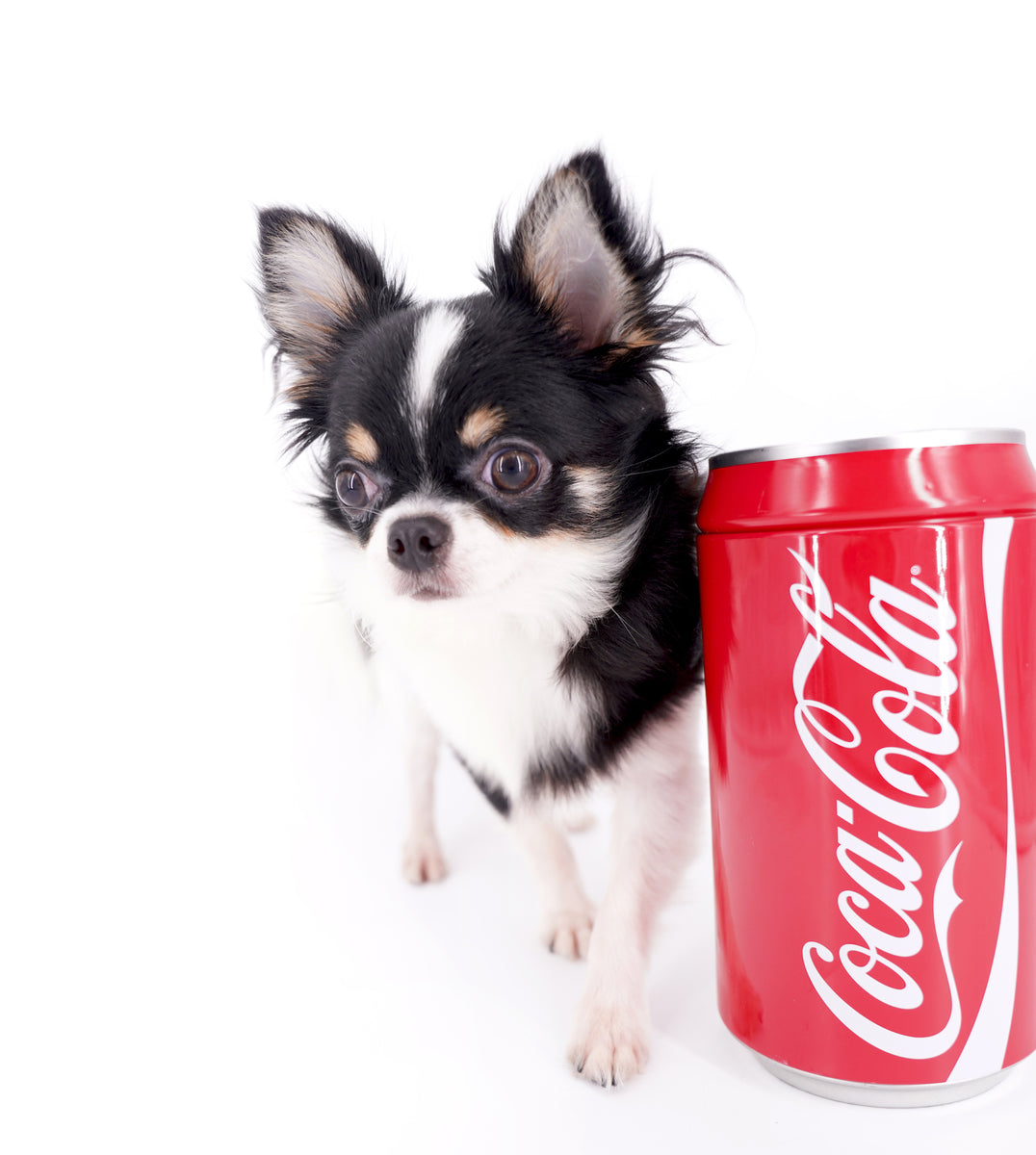 Smore Boy Just perfection – Beverly Hills Chihuahuas