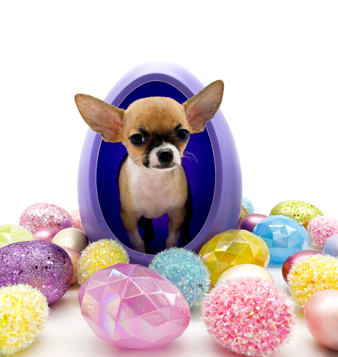 Nala Red Sable Girl – Beverly Hills Chihuahuas